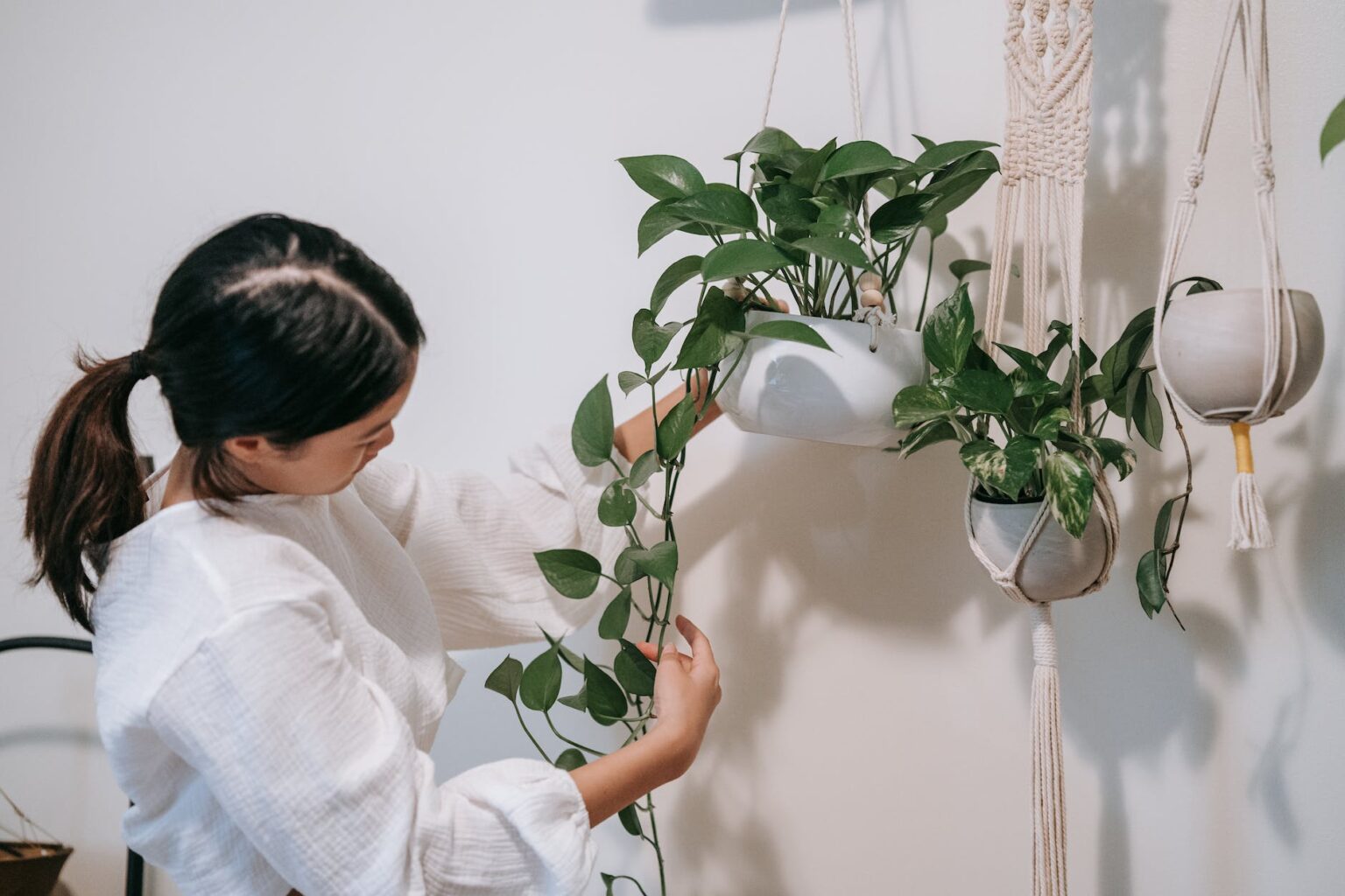 Elevate Your Modern Home with Trailing Houseplants - Root and Rain