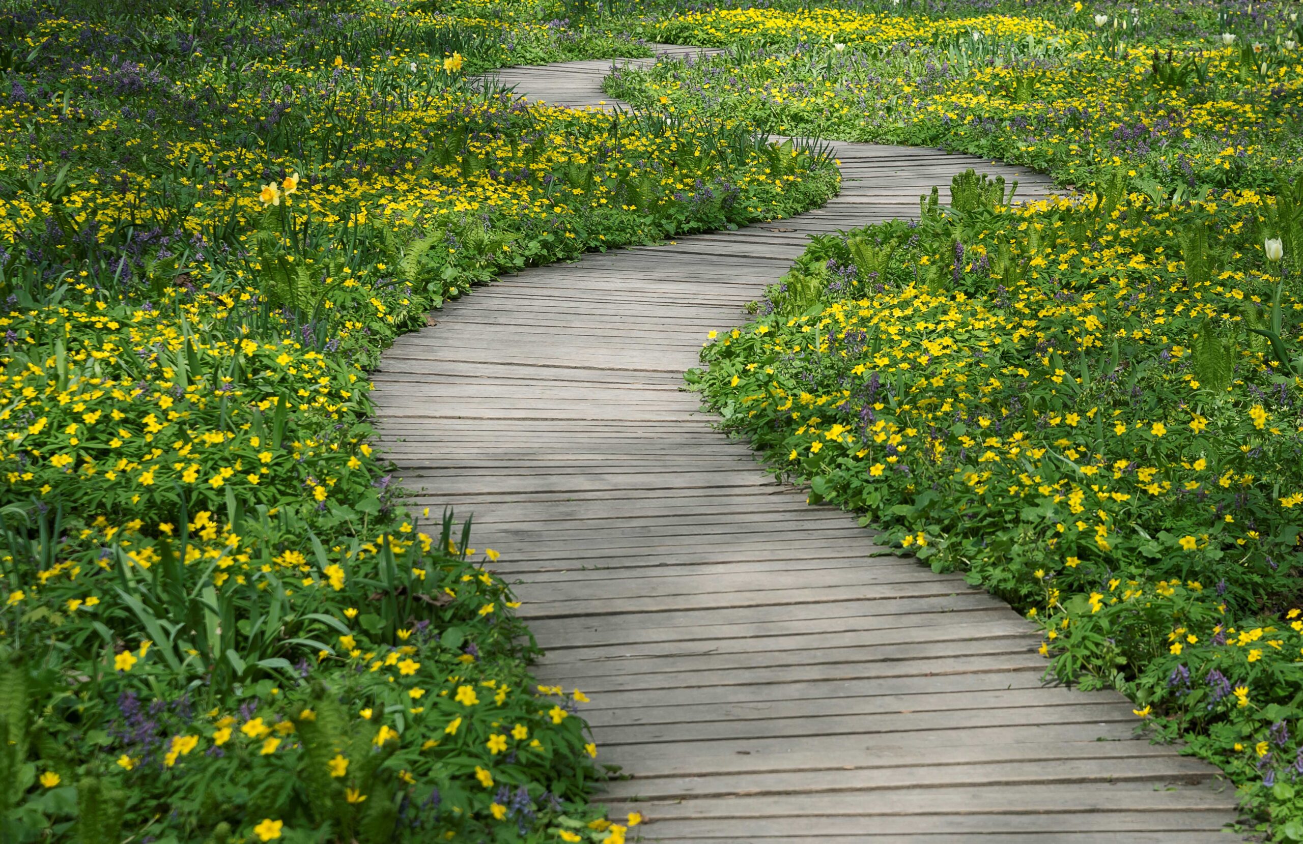 Modern Garden Path Ideas - Root and Rain